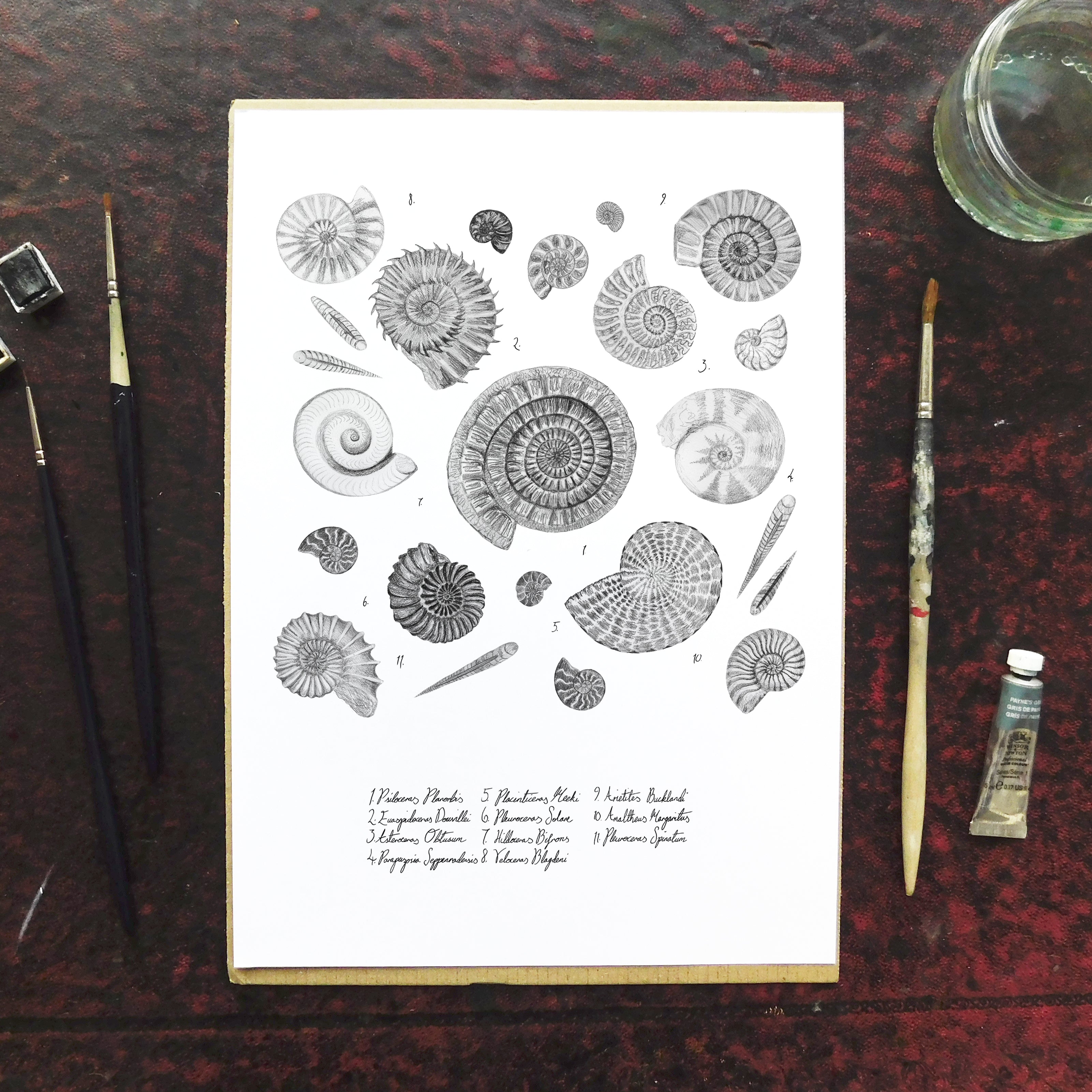 Ammonoidea Ammonite Art Print – Bison Bindery