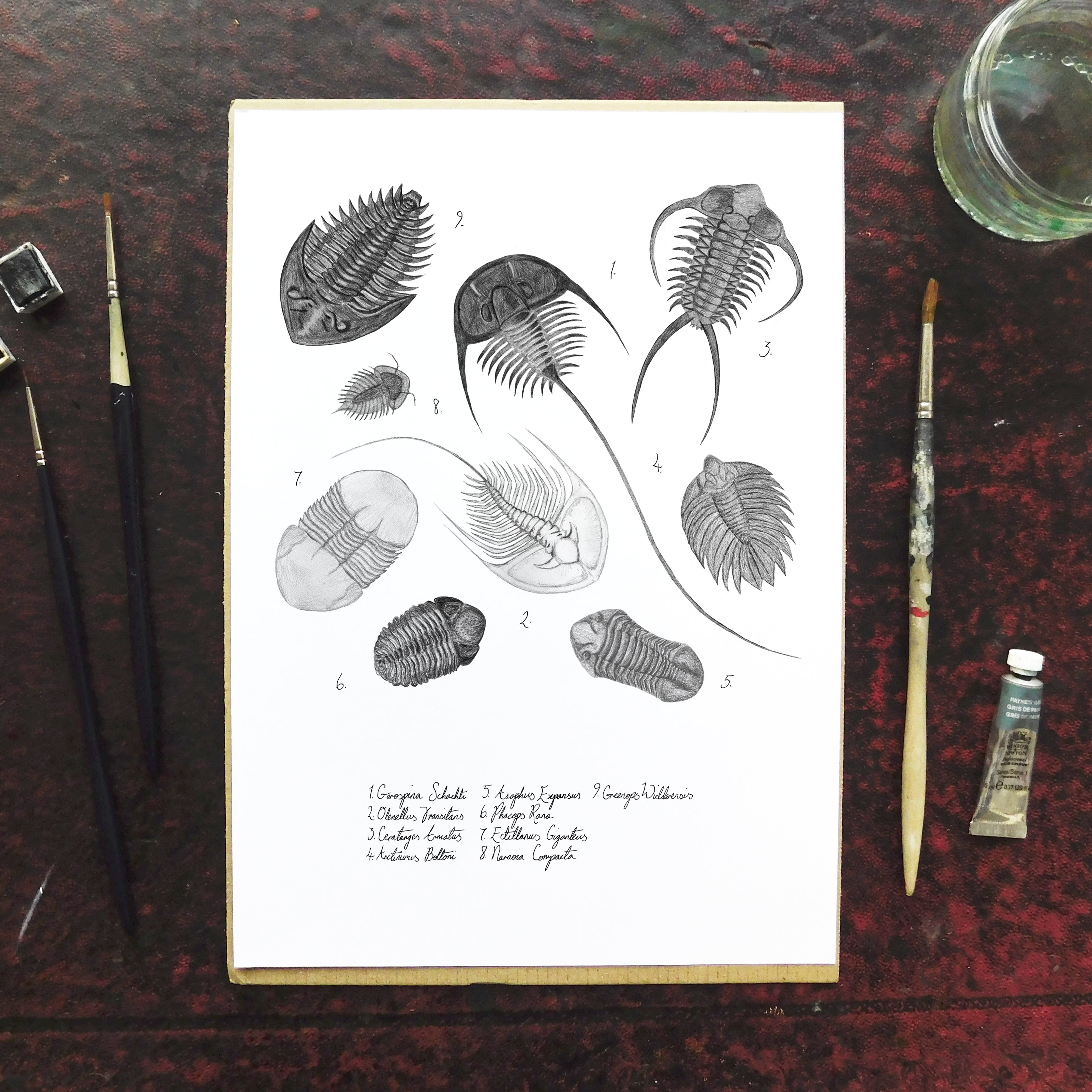 Ammonoidea Trilobite Art Print – Bison Bindery